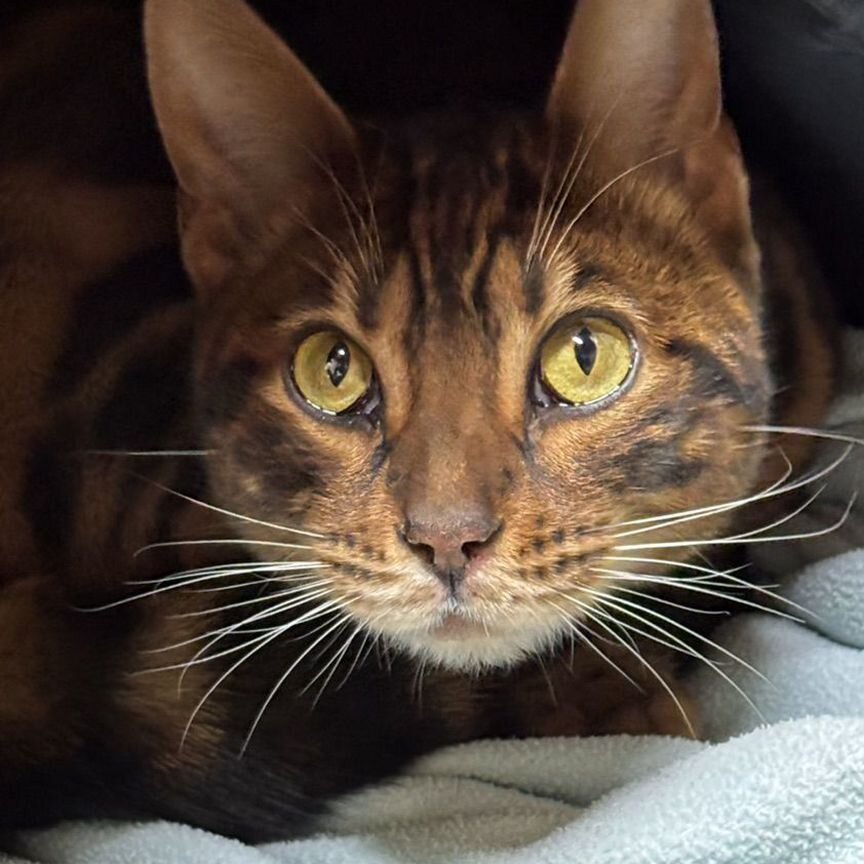 Бенгальская кошка, взрослая