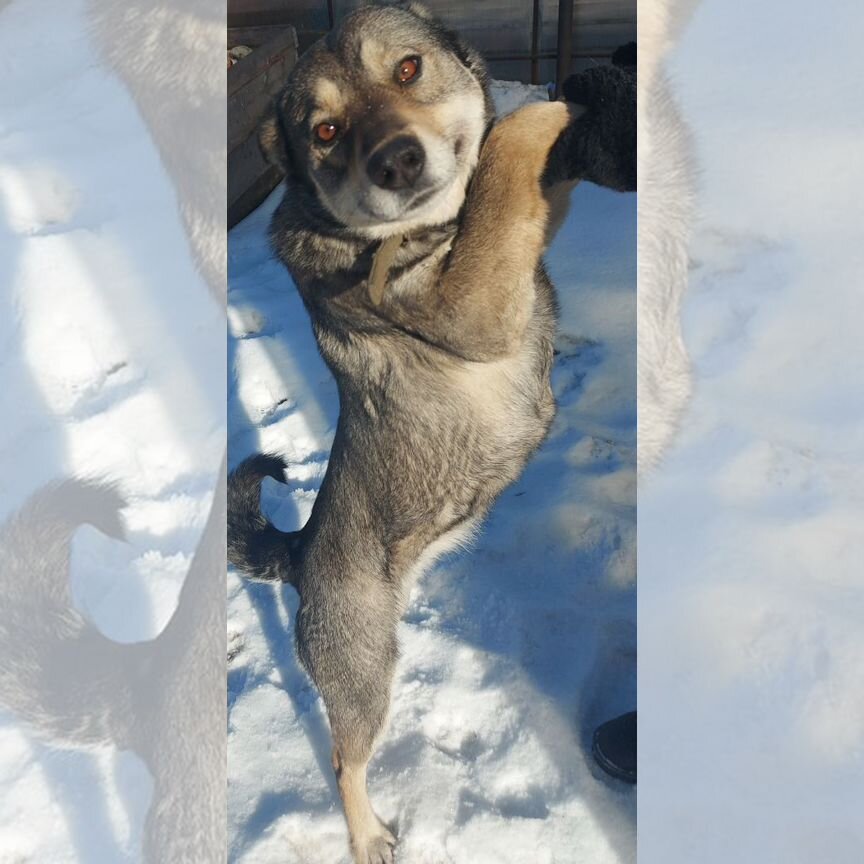 Взрослая собака в добрые руки