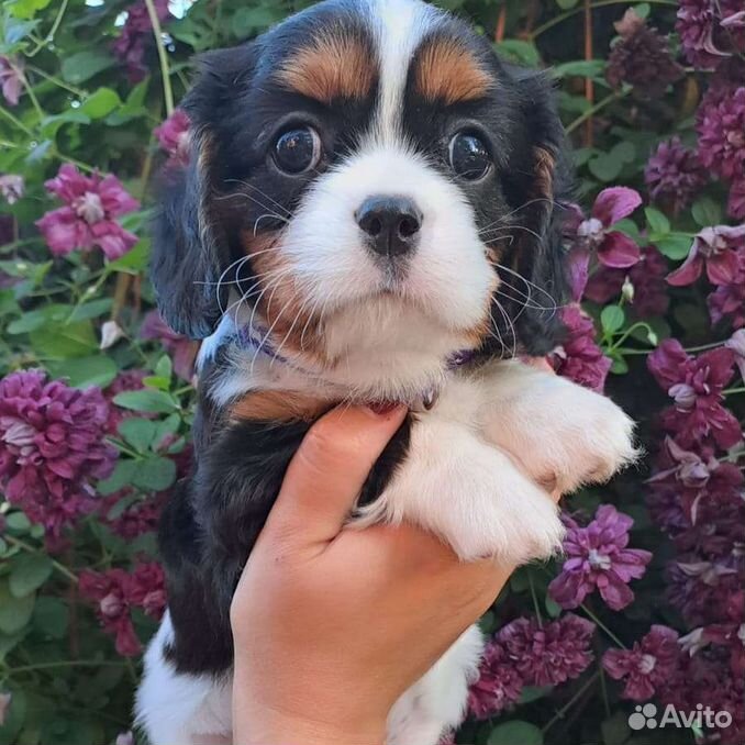 Кавалер кинг чарльз. 3 Очаровательные девочки