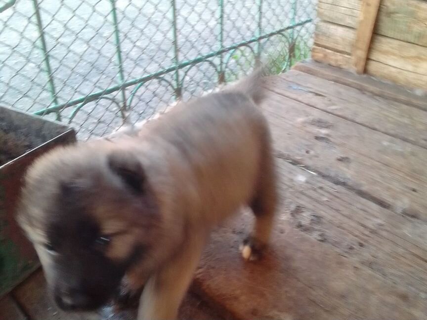 Щенки Кавказской овчарки