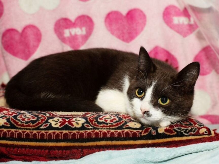 Котик в добрые руки