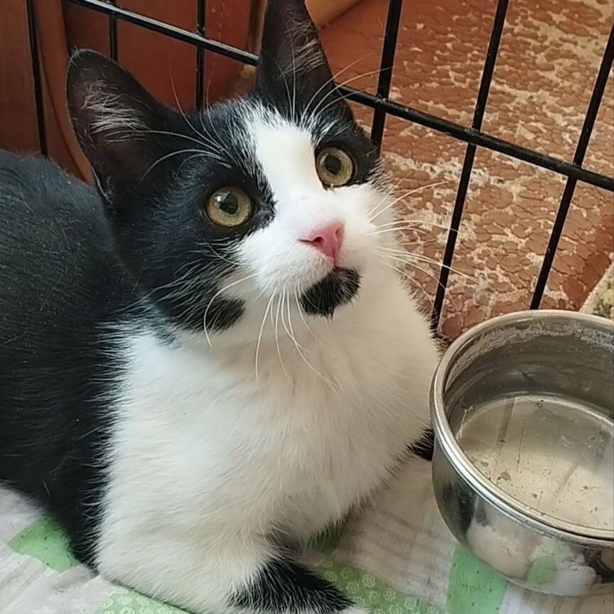 Котик Шарик