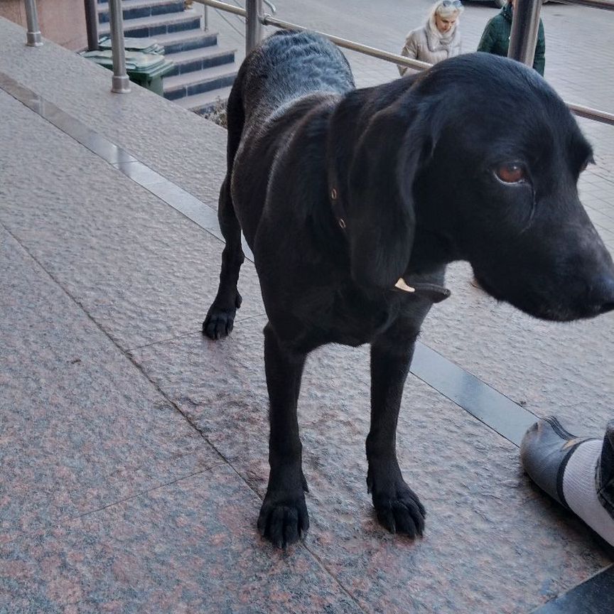 Чья собачка отзовись хозяин