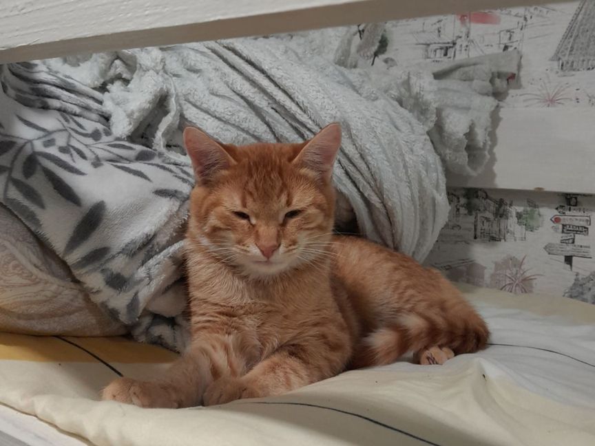 Кошка и котик