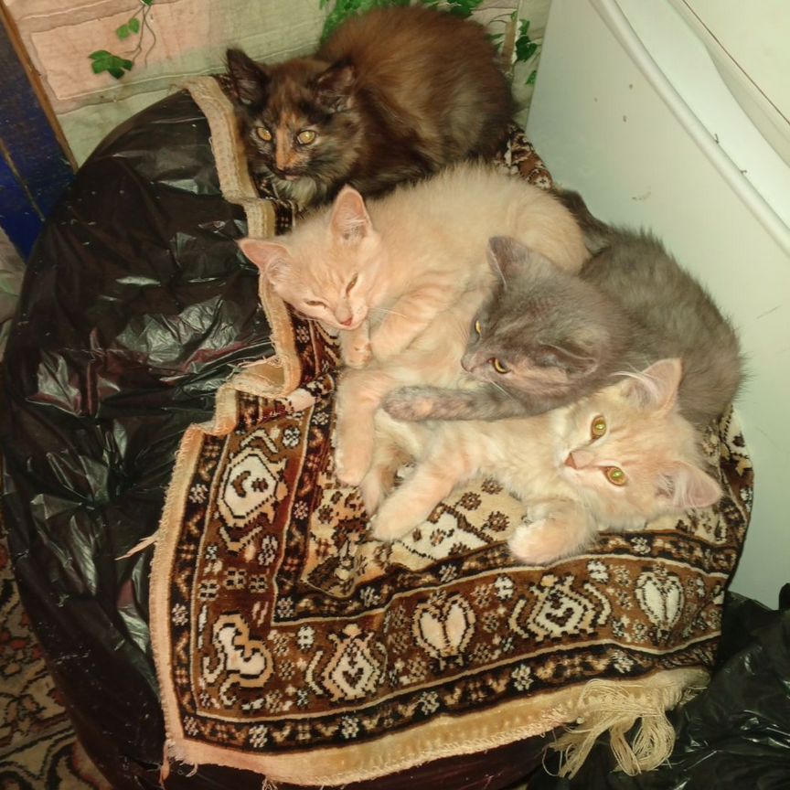 Домашние животные котята бесплатно
