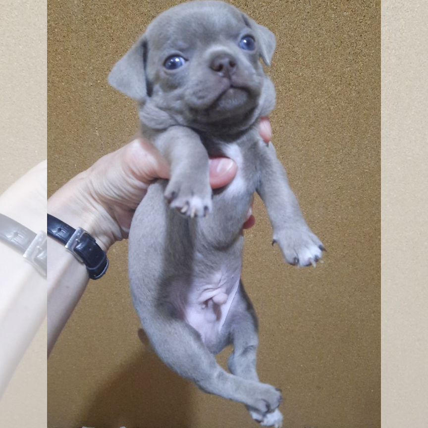 Чихуахуа, щенок