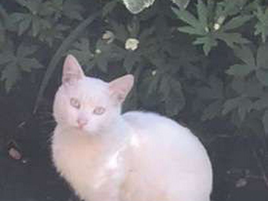 Котик ищет дом