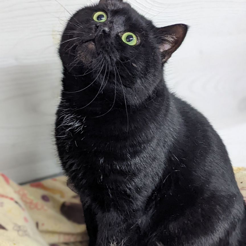 Котище в хорошие руки