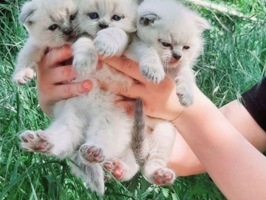Шотландские котята блю поинт бронь