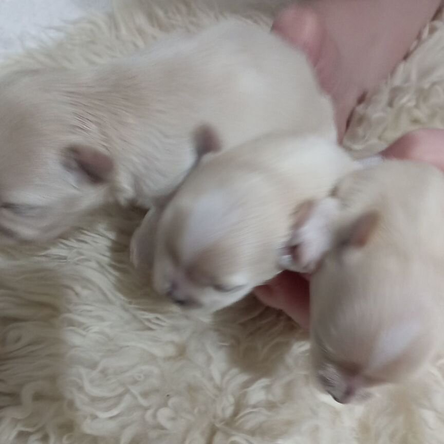 Йоркширский терьер, щенок