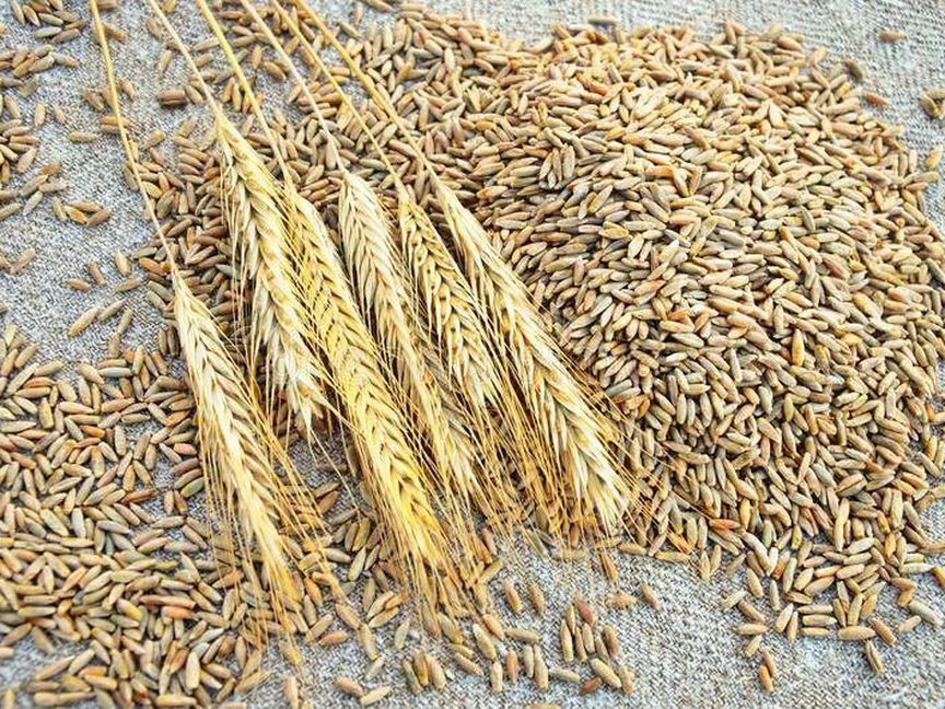 Продам зерно