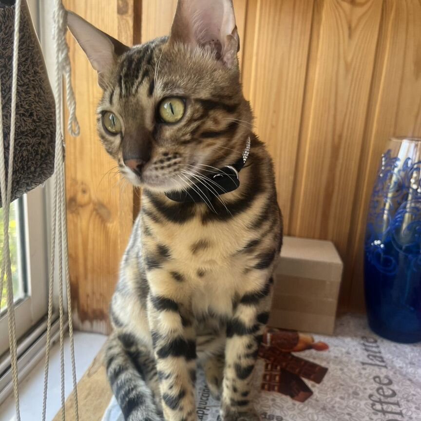 Вязка кошек