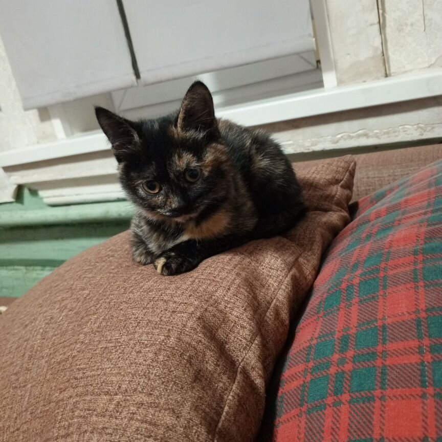 Котёнок в добрые руки