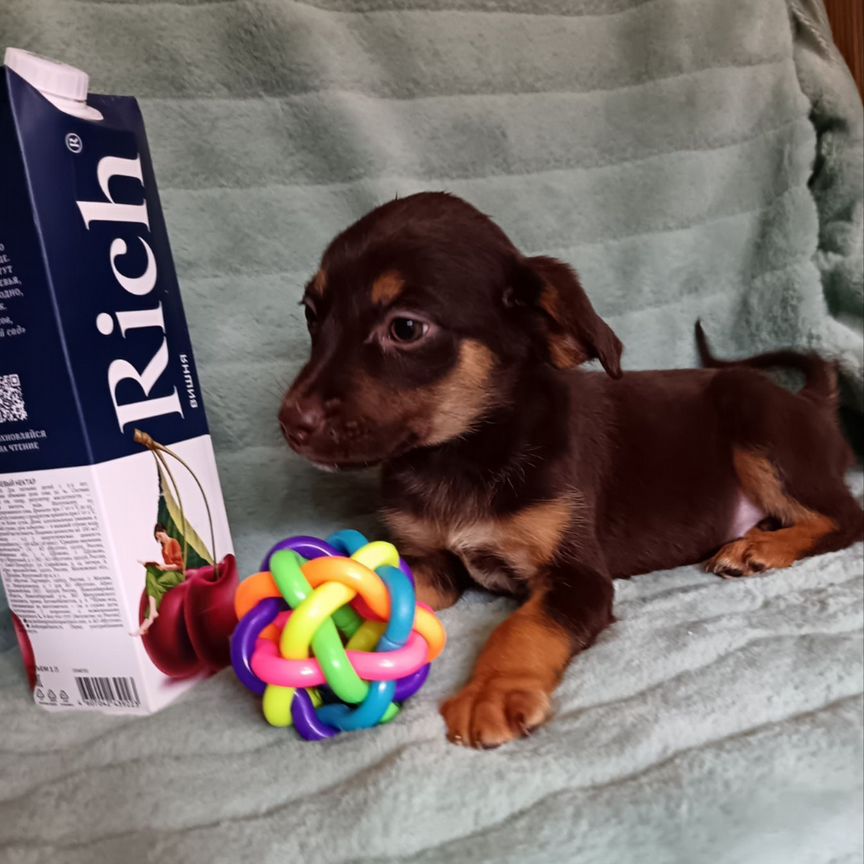 Маленькая шоколадка Майя ищет семью