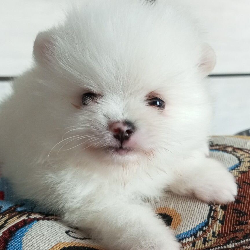 Померанский шпиц