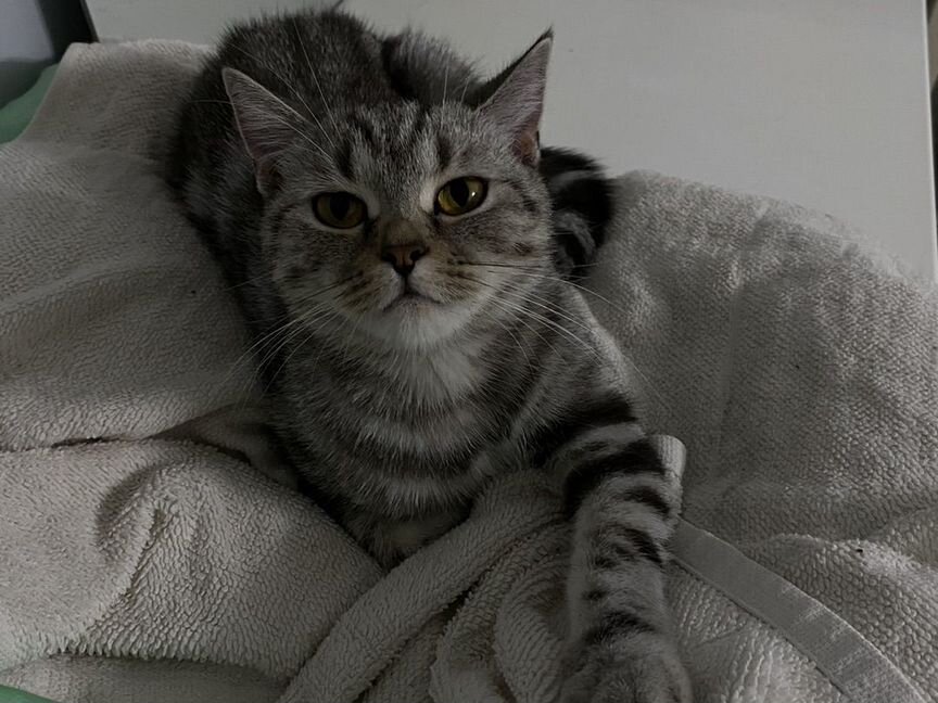 Кошка шотландка/британка