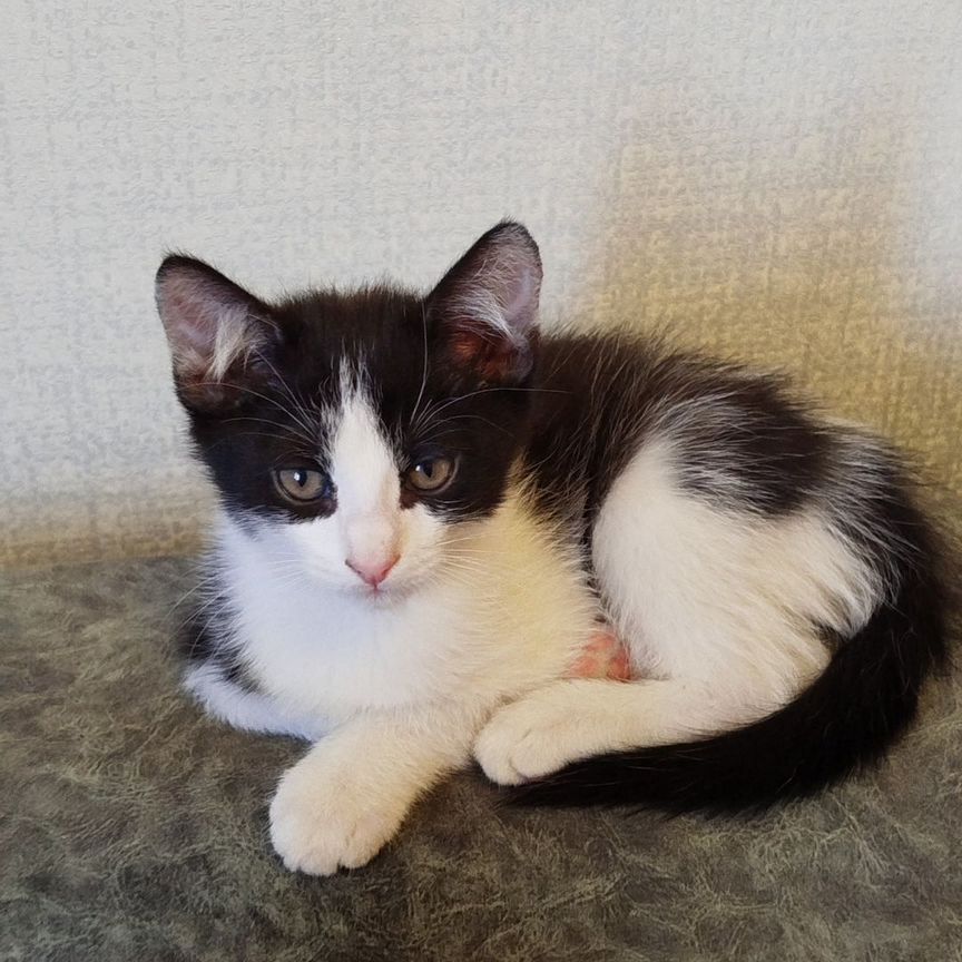 Котик в добрые руки