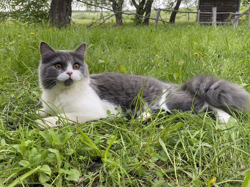 Вязка кошки