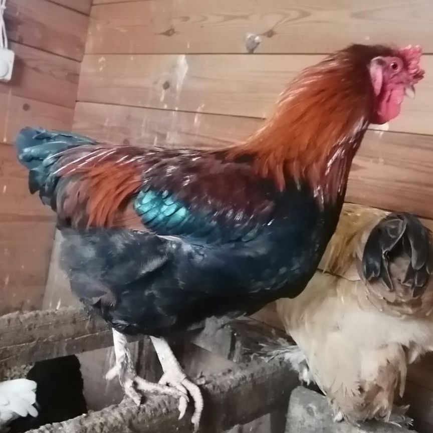 Молодые петухи