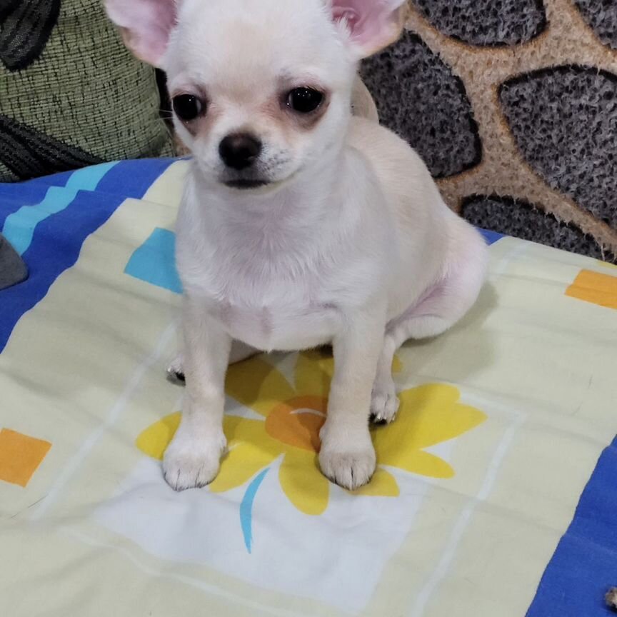 Чихуахуа, щенок