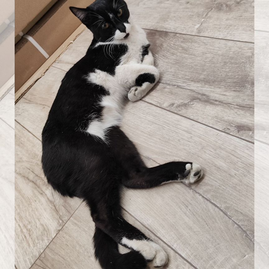Кошки