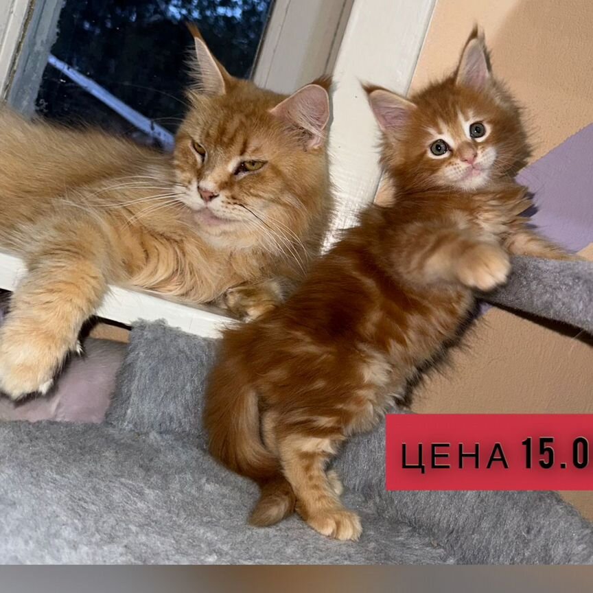 Мраморная красотка мейн-кун