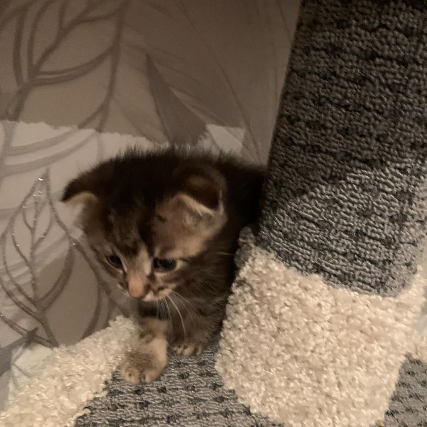 Домашние животные котята