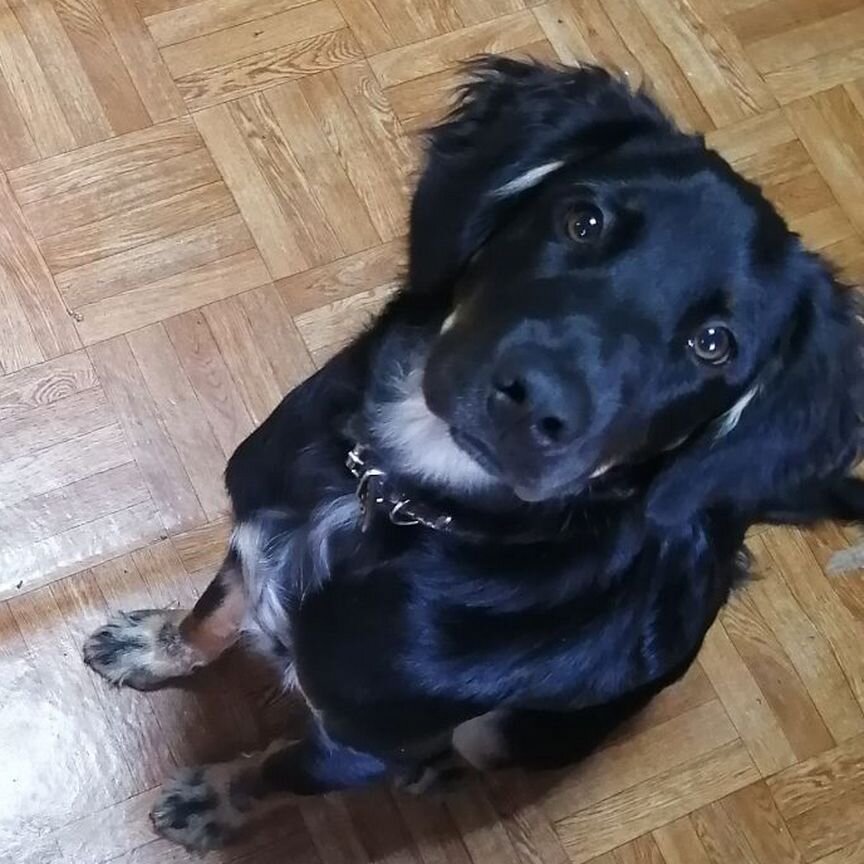 Русский охотничий спаниель