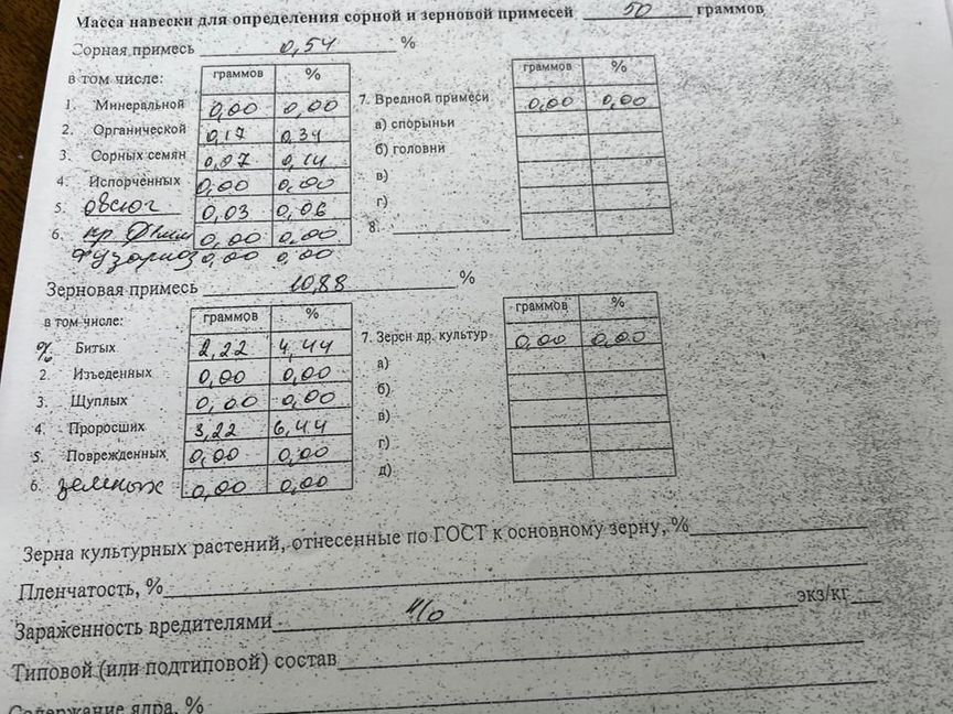Пшеница фуражная
