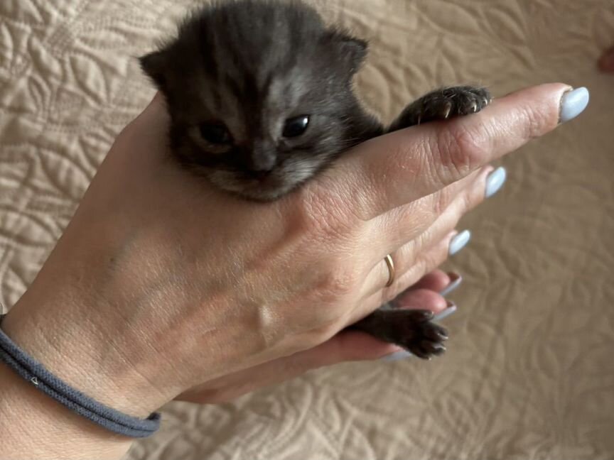 Котята
