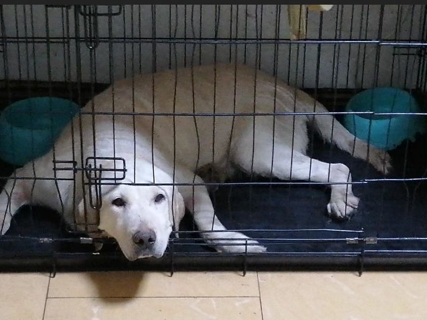 Лабрадора девочку хотят усыпить в клинике
