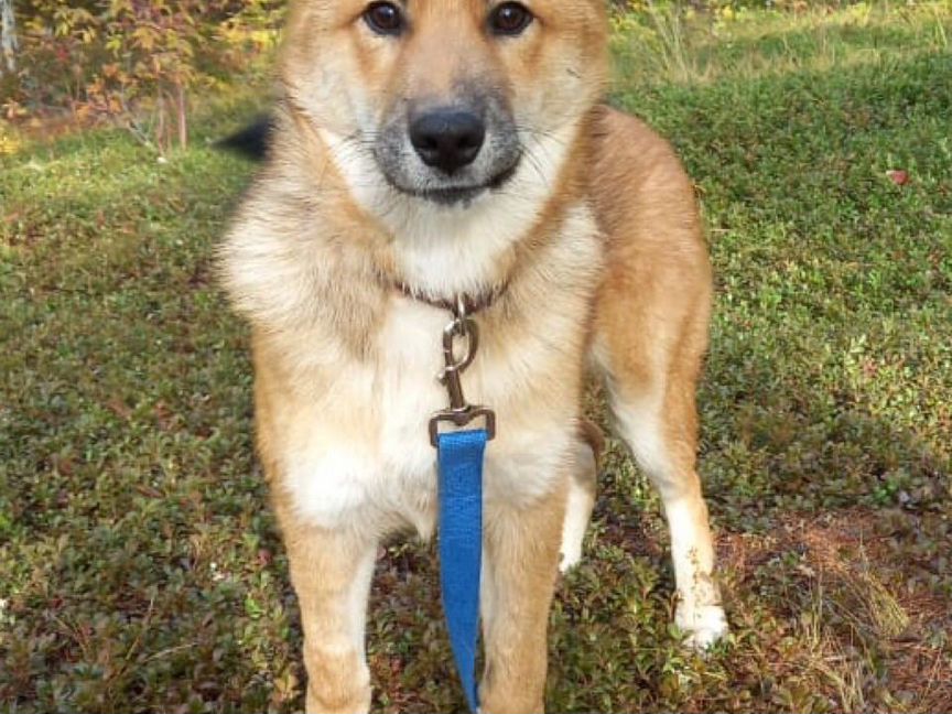 Собака в добрые руки бесплатно