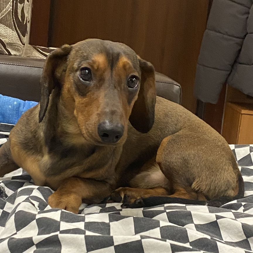 Такса, щенок