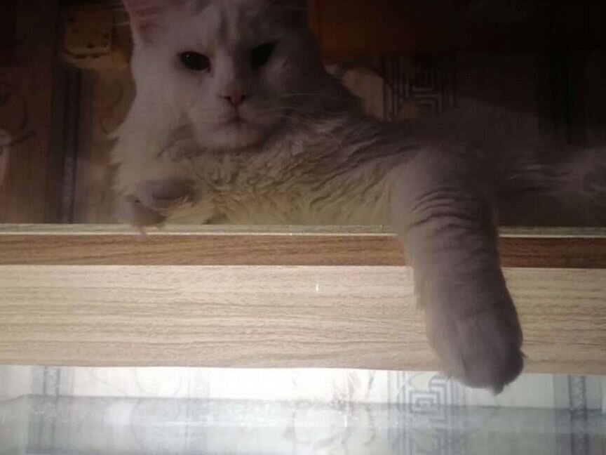 Котята мейн-кун