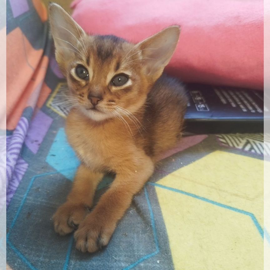 Абиссинский котенок