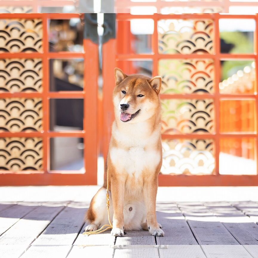 Сиба-ину, вязка