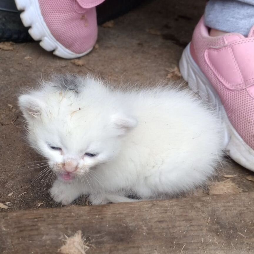 Котята в добрые руки бесплатно