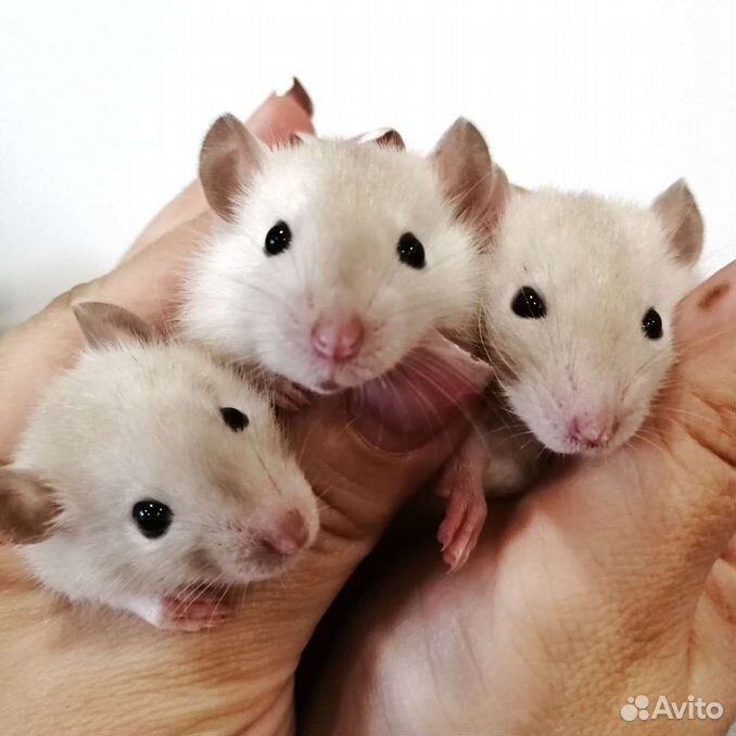 Милые крысята сиамские