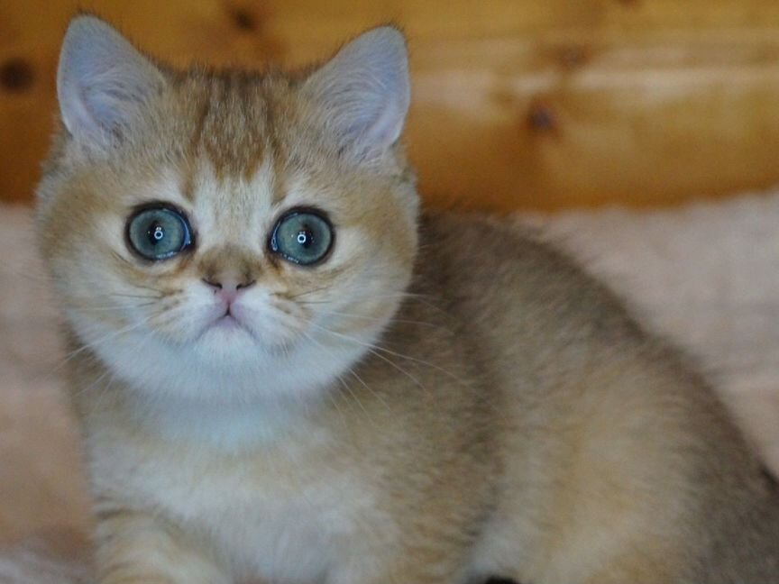 Кошки породистые вислоухие