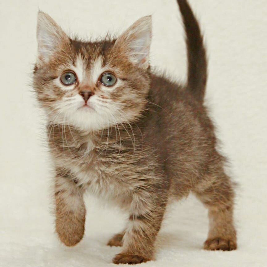 Котёнок Боня, 2 мес, в добрые руки