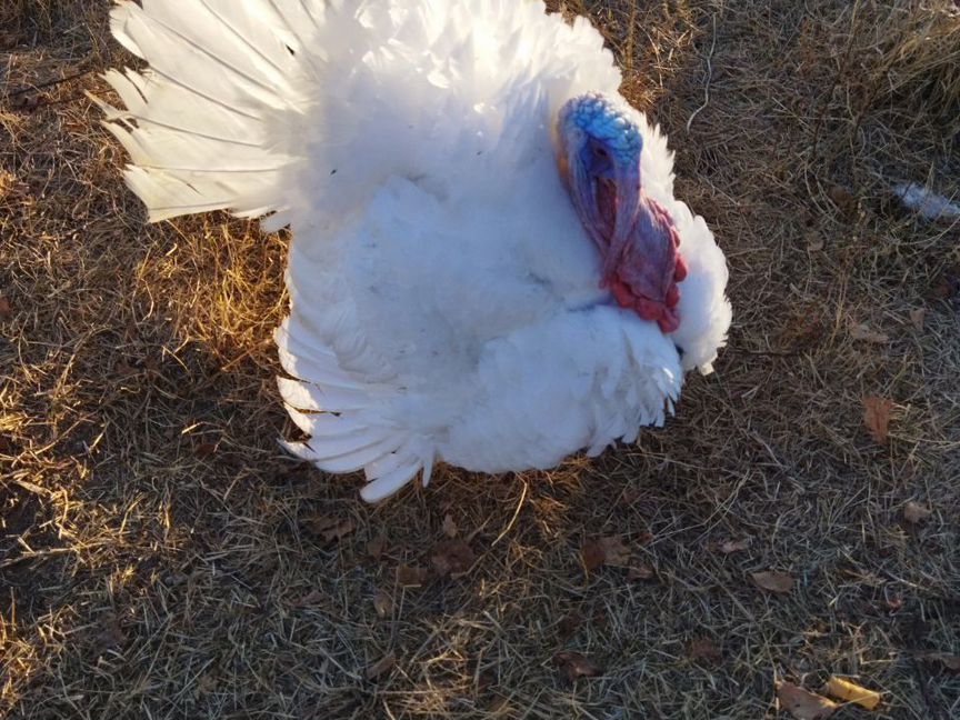 Обмен индюков