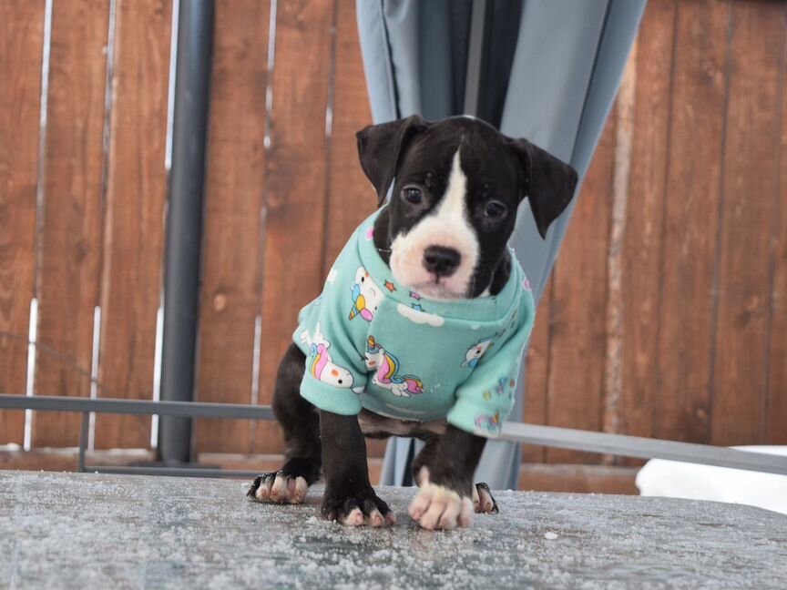 Стаффордширский терьер