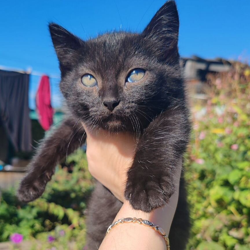 Котёнок в добрые руки