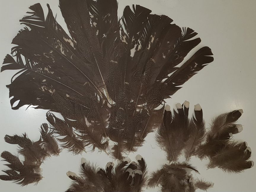 Перья / хвост глухаря