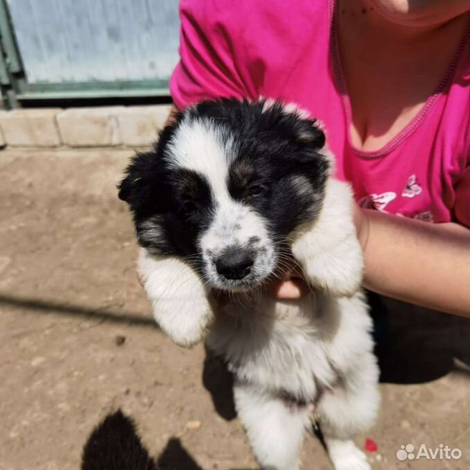 Кутята бесплатно