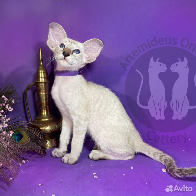 Ориентальная Сиамская котенок экстремальный тип