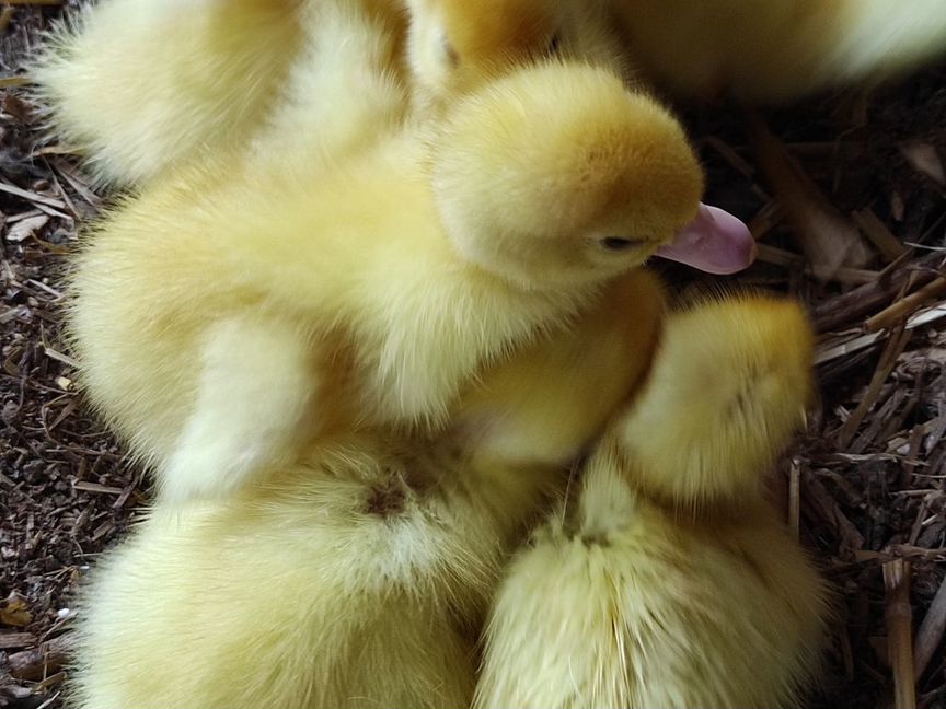 Индоутята суточные