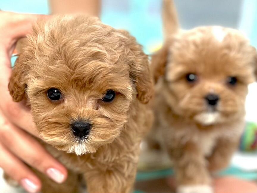 Cavapoo exclusive baby