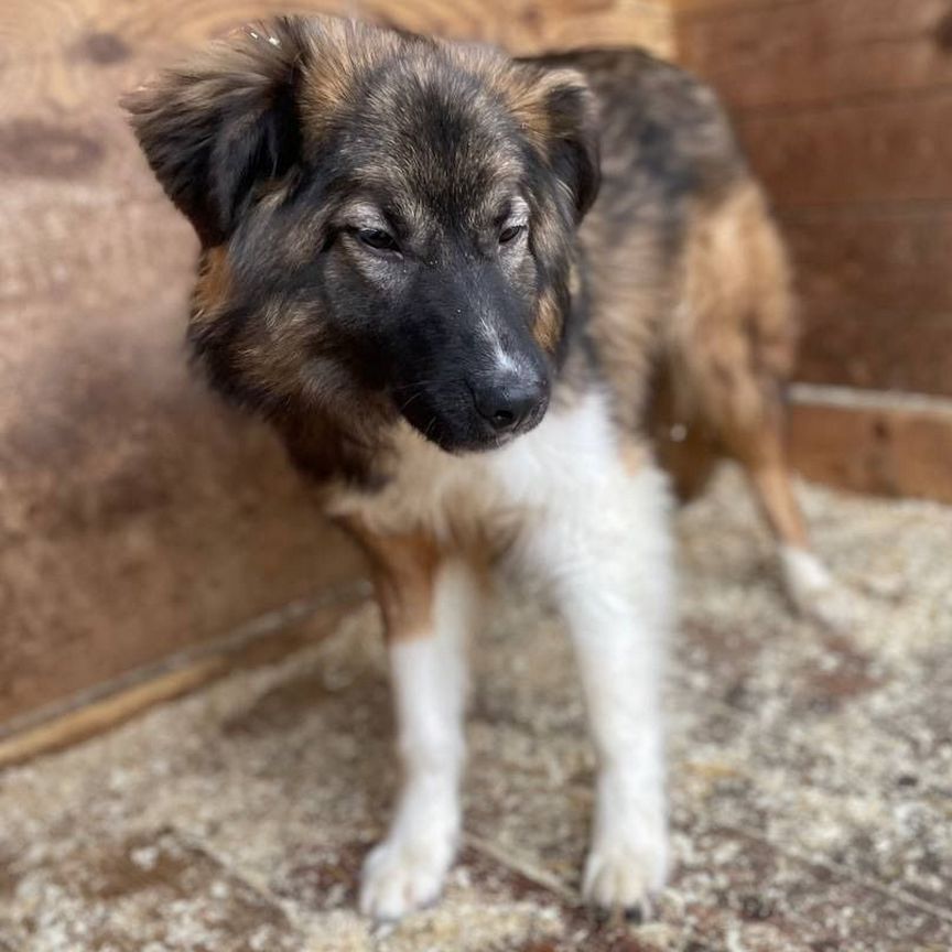 Песик, Памир, очень хочет домой