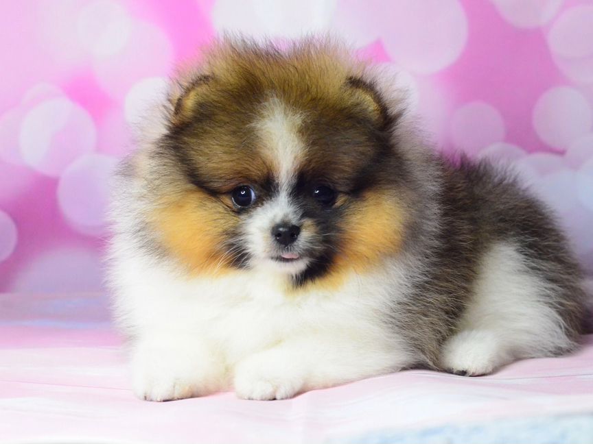 Шпиц девочка